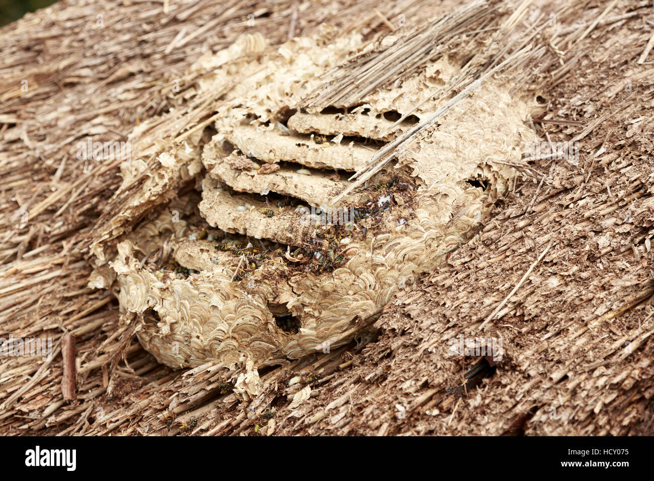 detail nest of wasps structure in thatched roof with dead wasps and ...