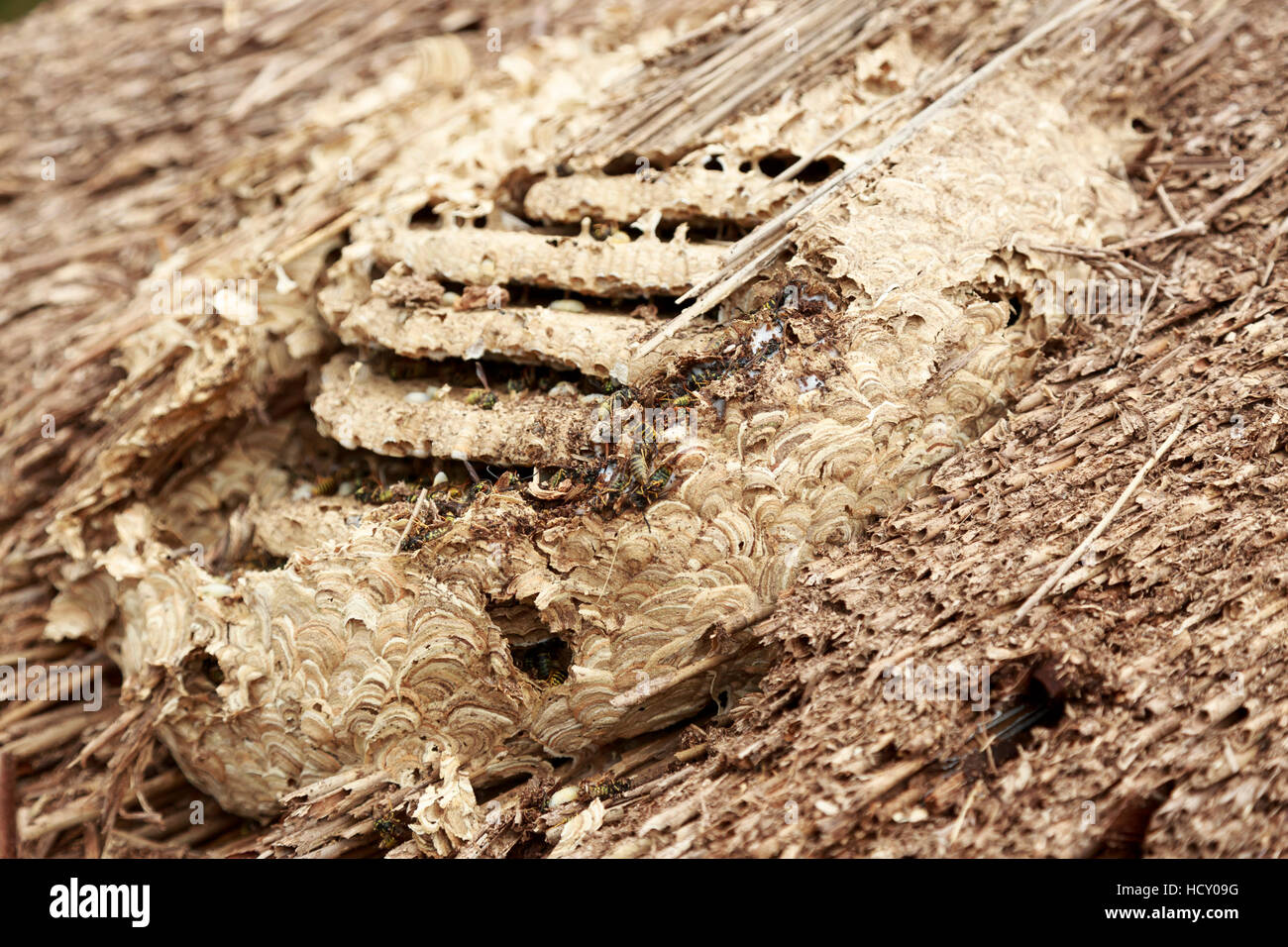 detail nest of wasps structure in thatched roof with dead wasps and ...