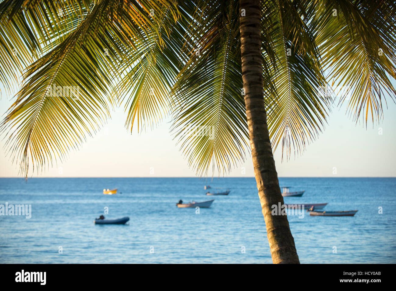 A view out to sea at sunset beneath the palm trees at Castara Bay in ...