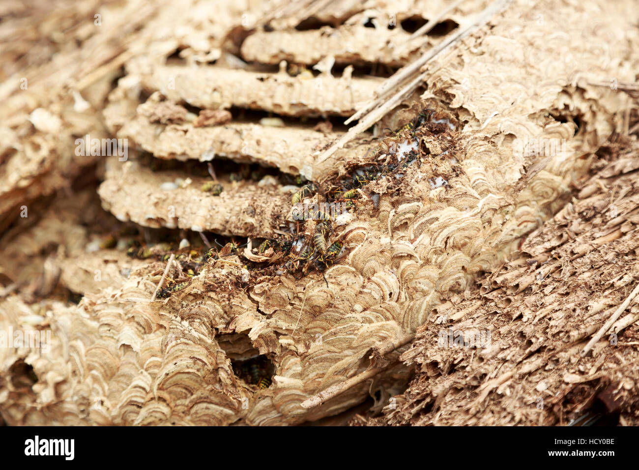 detail nest of wasps structure in thatched roof with dead wasps and ...