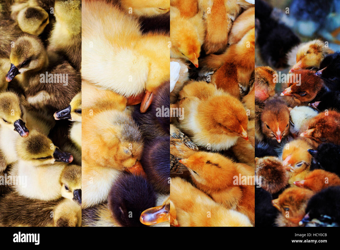 collage of photographs of little chickens, ducks and geese,farm birds ...