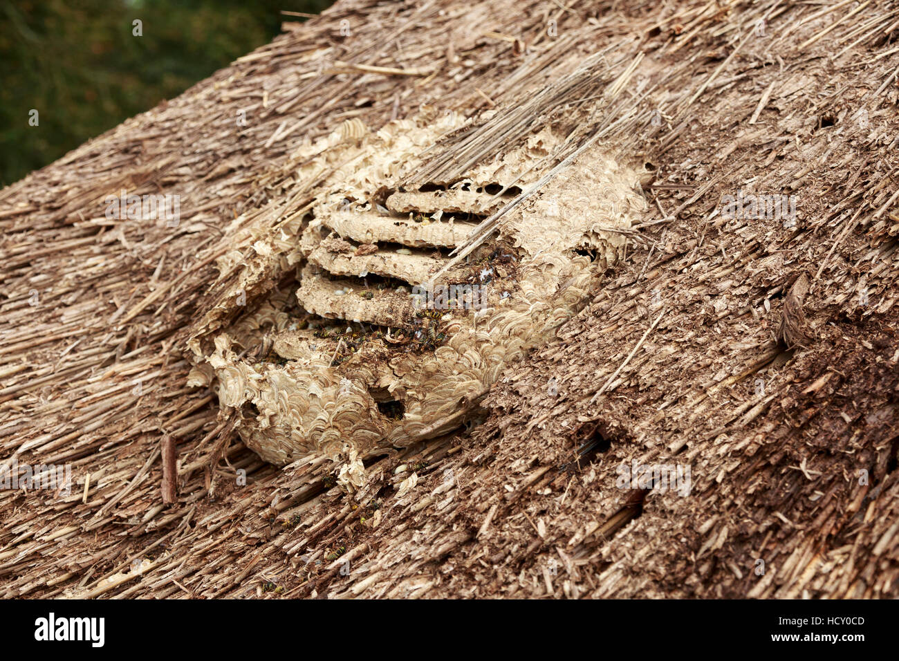 detail of wasps nest structure in thatched roof with dead wasps and ...