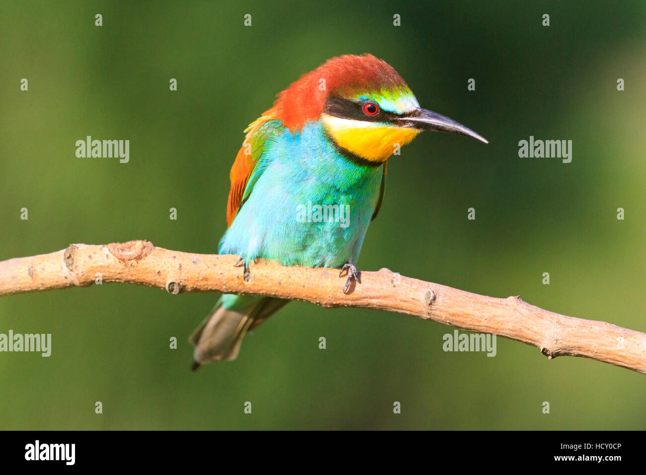 Merops apiaster shining colors sitting on a branch on a green ...