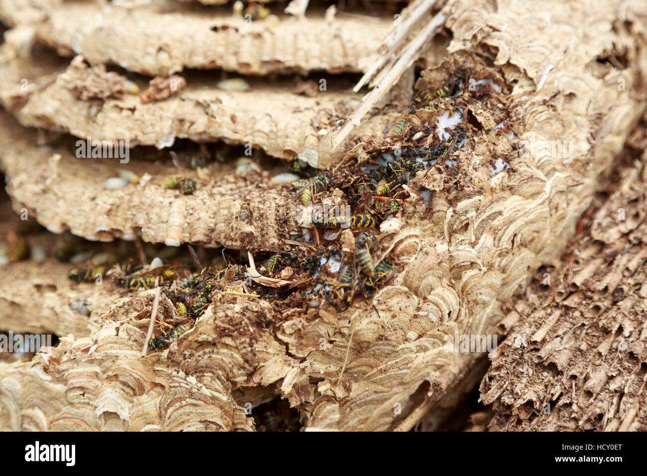 detail of wasps nest structure in thatched roof with dead wasps and ...