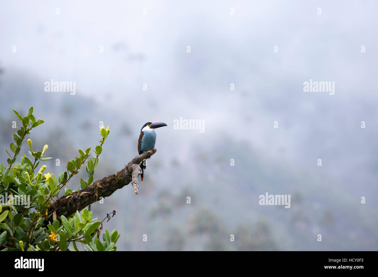 Fauna de colombia hi-res stock photography and images - Alamy