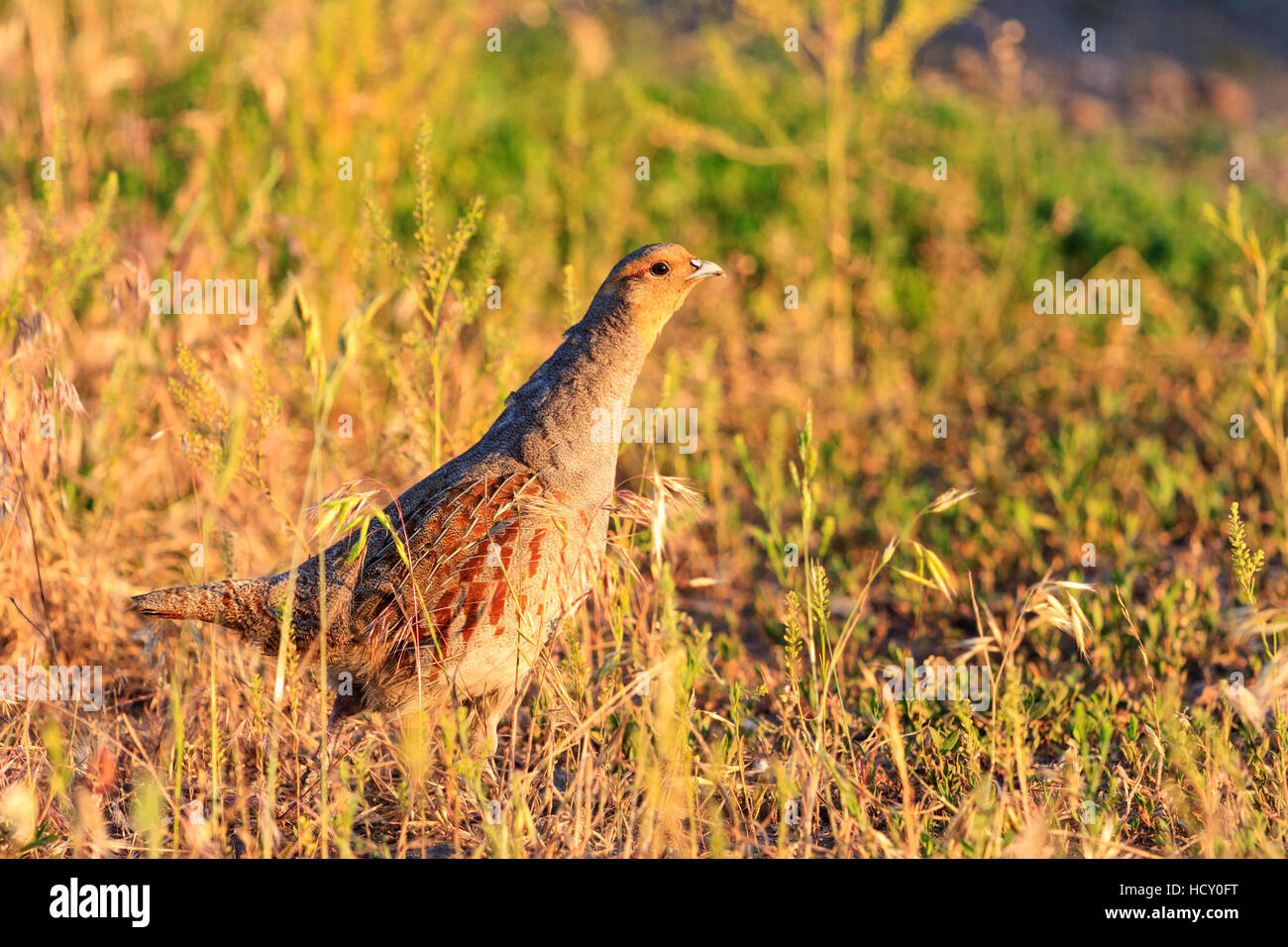 partridge hiding from hunters on the sidelines,bird hunting, trophy ...
