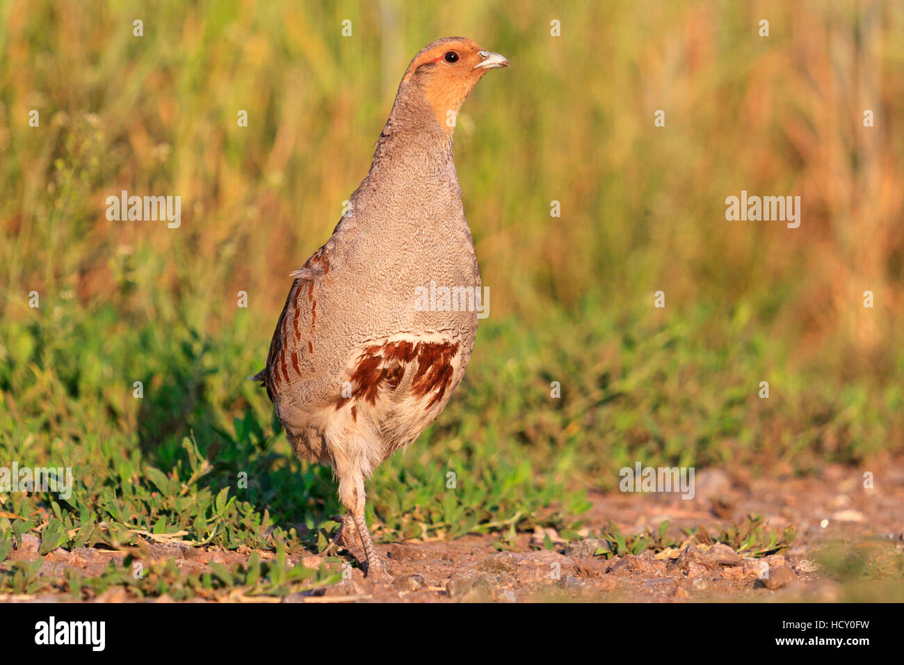 gray partridge is on the road between wheat crops,bird hunting, trophy ...