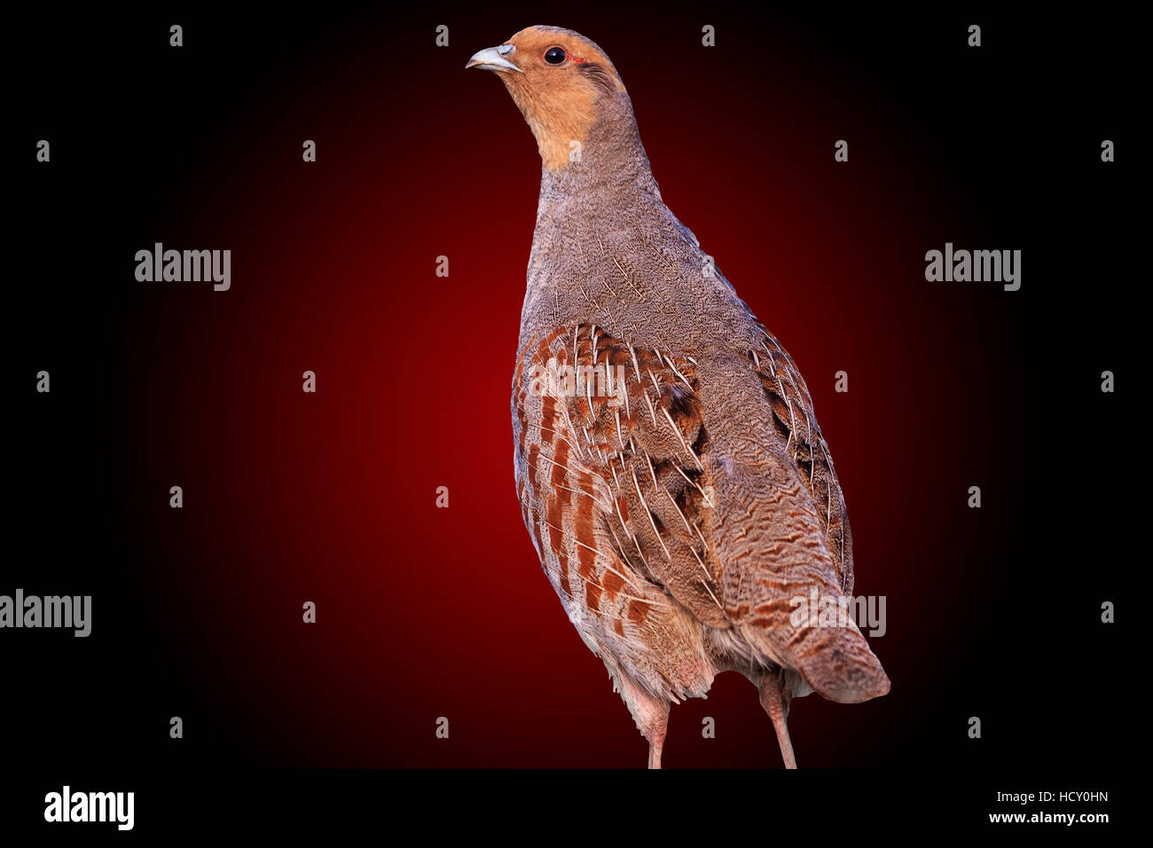 gray partridge isolated on a red background,bird hunting, trophy, wild ...