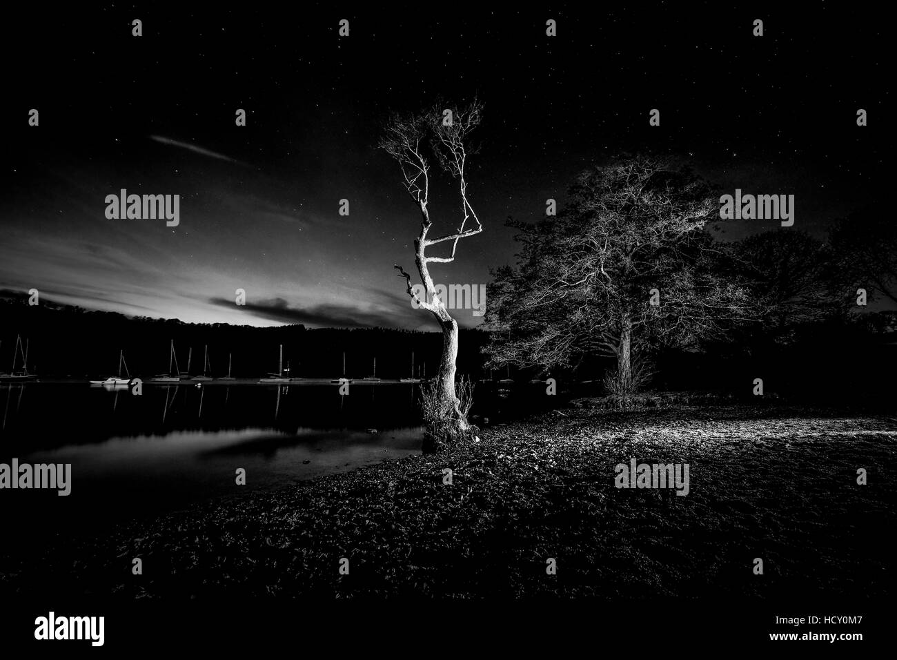 Night tree on lake hi-res stock photography and images - Alamy