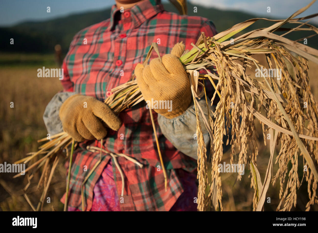 A woman harvests rice by hand with a sickle, Yunnan Province, China ...