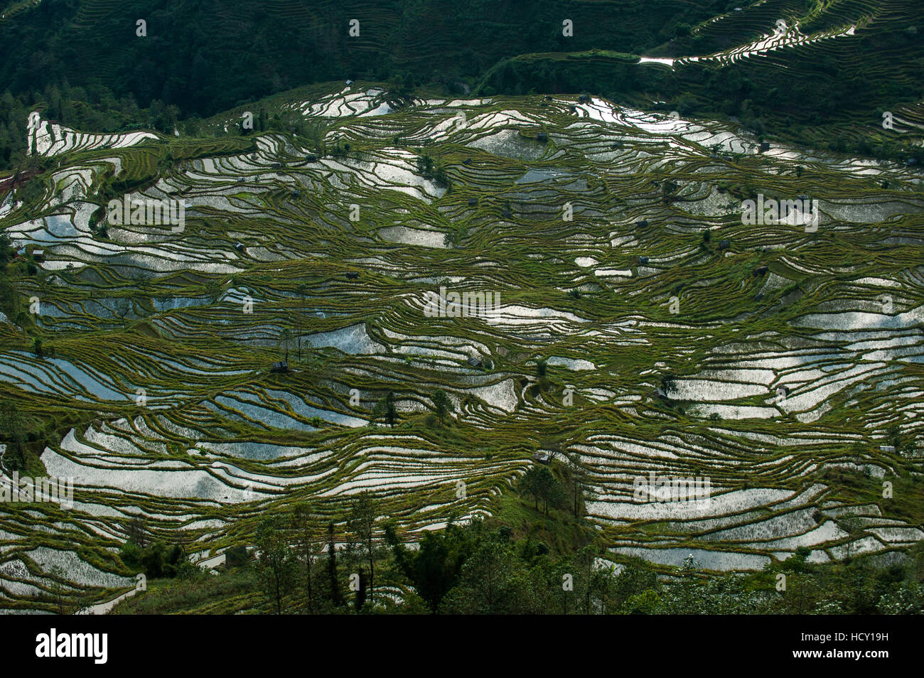Fashioned over hundreds of years by the Hani, these terraces cover an ...