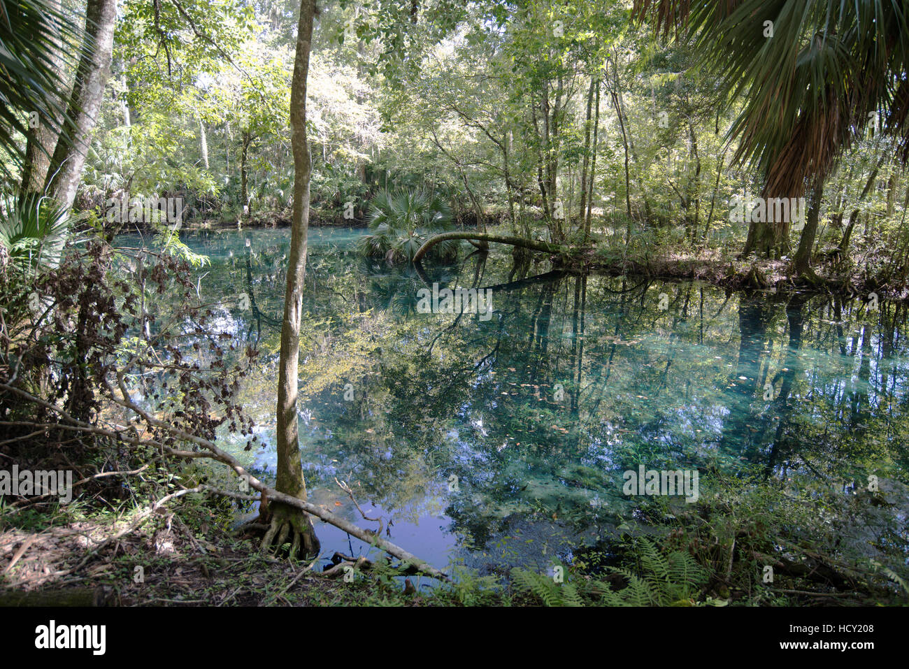 Natural Springs at Silver Springs State Park, where the original Johnny ...