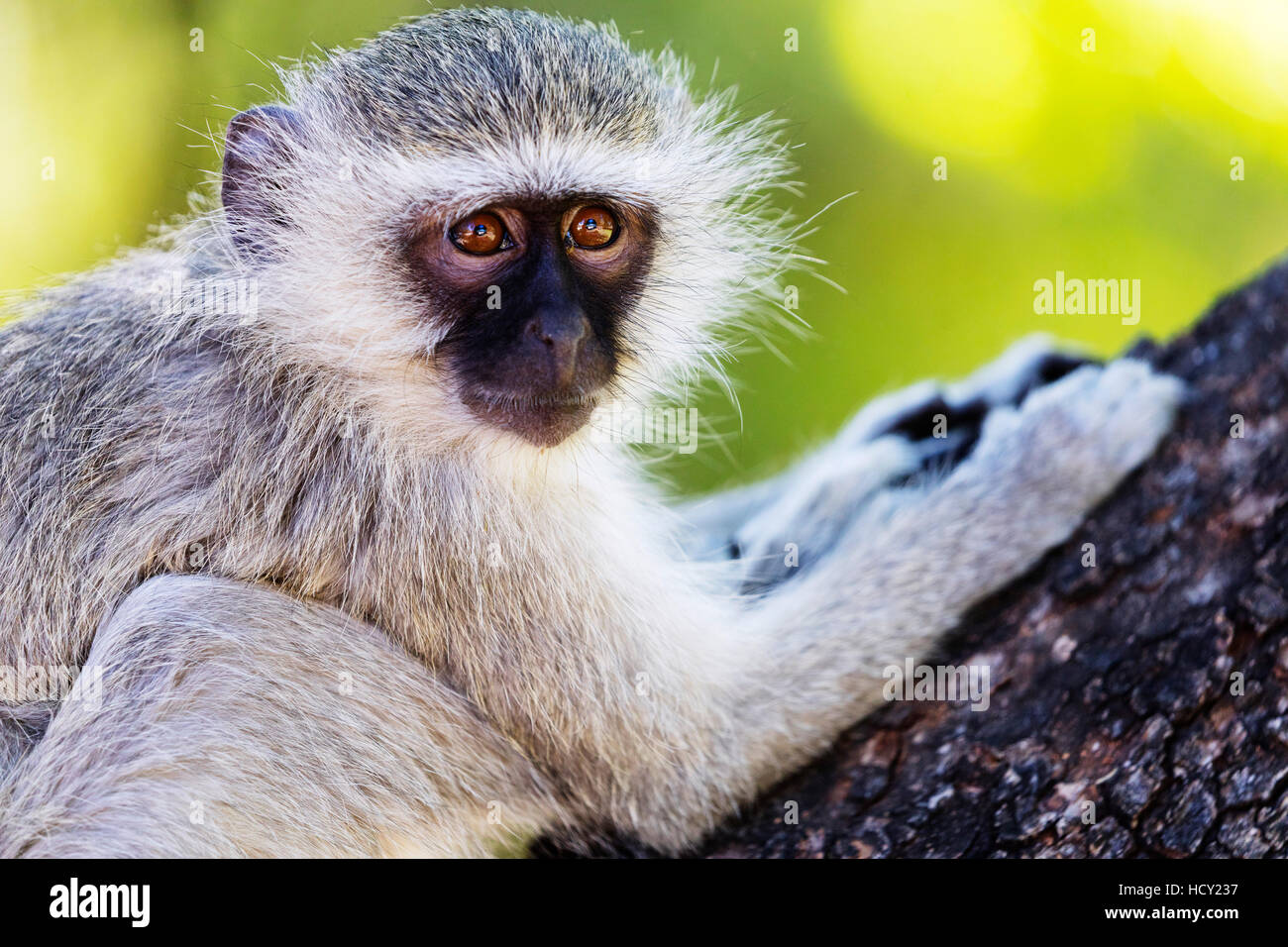 Vervet monkey (Chlorocebus pygerythrus), Augrabies Falls National Park ...