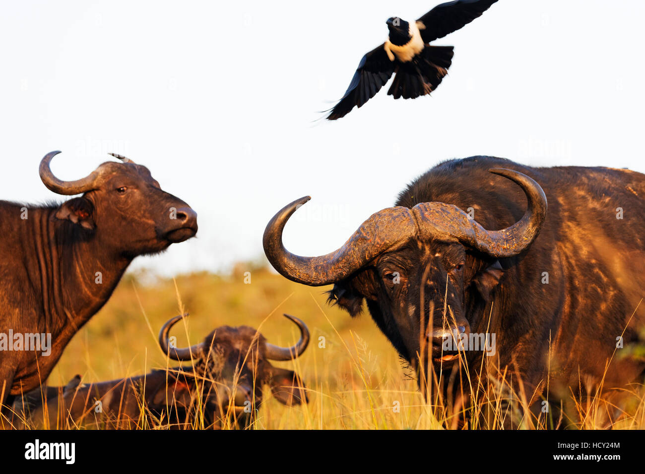 Magpie (Urolestes) and Buffalo (Syncerus caffer), Hluhluwe-Imfolozi ...