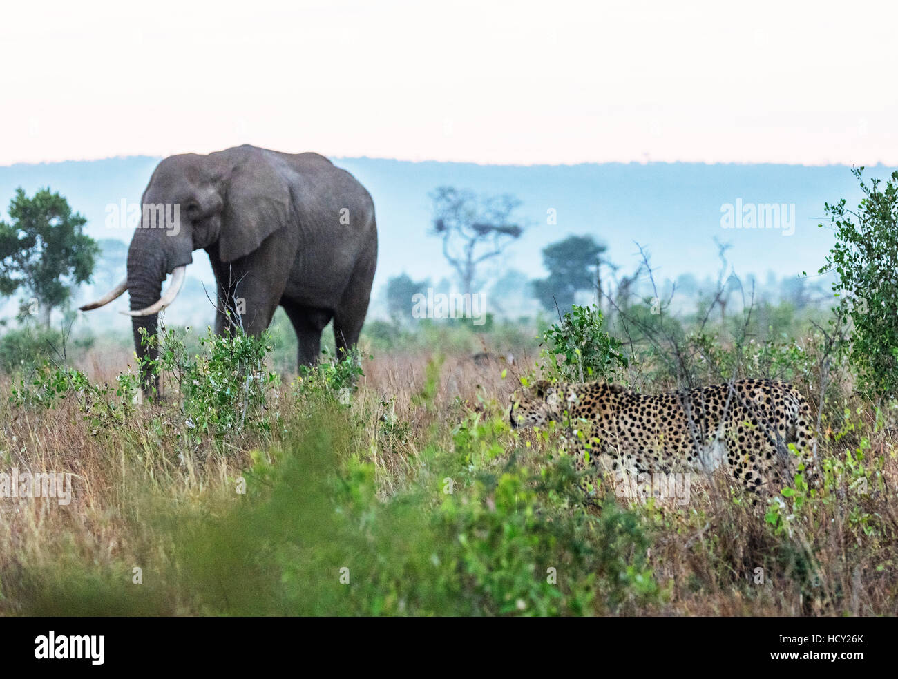 Elephant Cat High Resolution Stock Photography and Images - Alamy