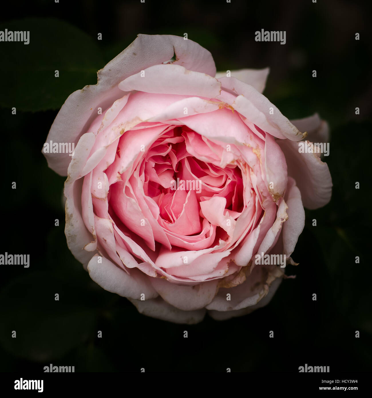 Portrait of a Rose Stock Photo - Alamy