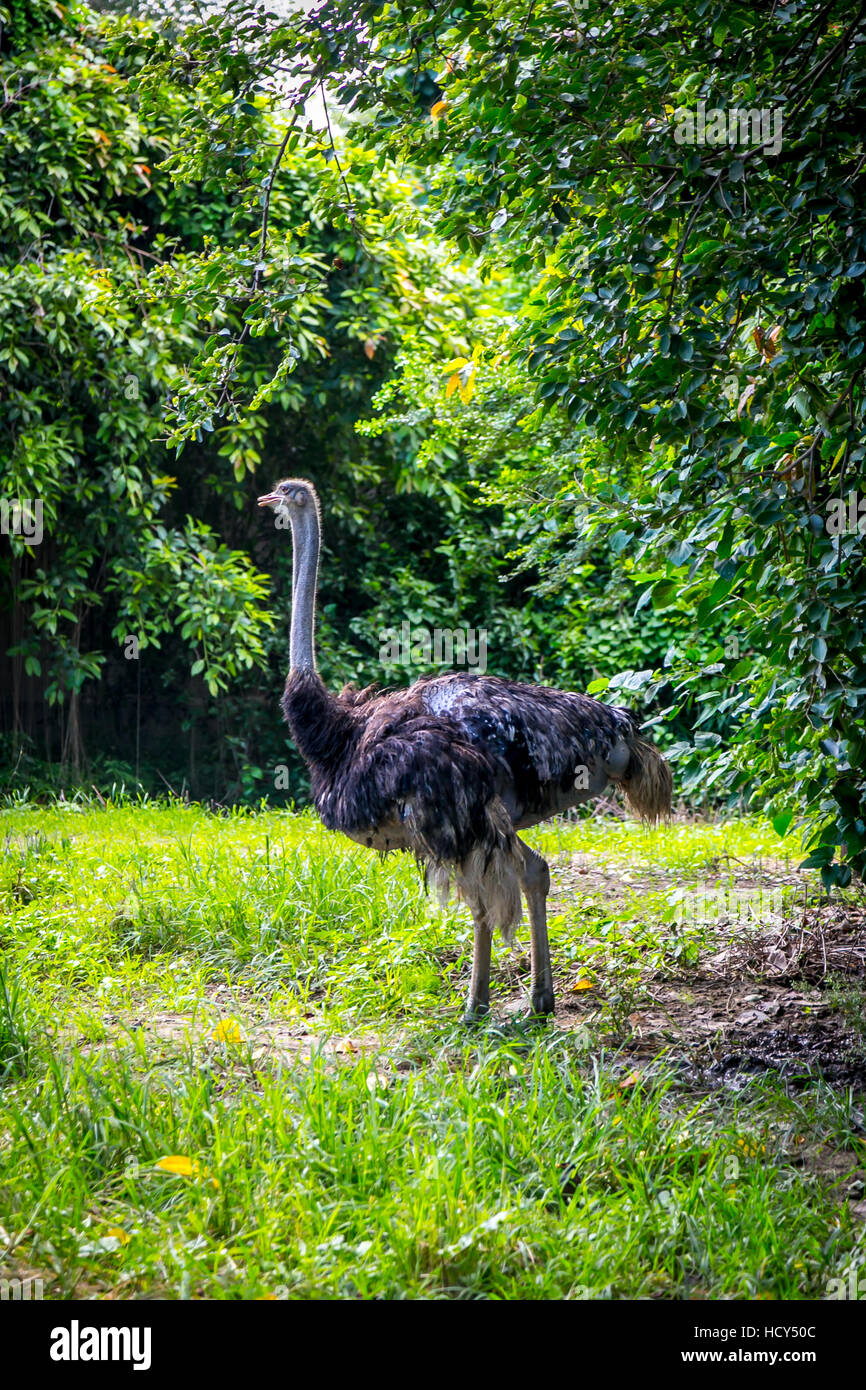 Beautiful Ostrich couple in National Park Stock Photo - Alamy