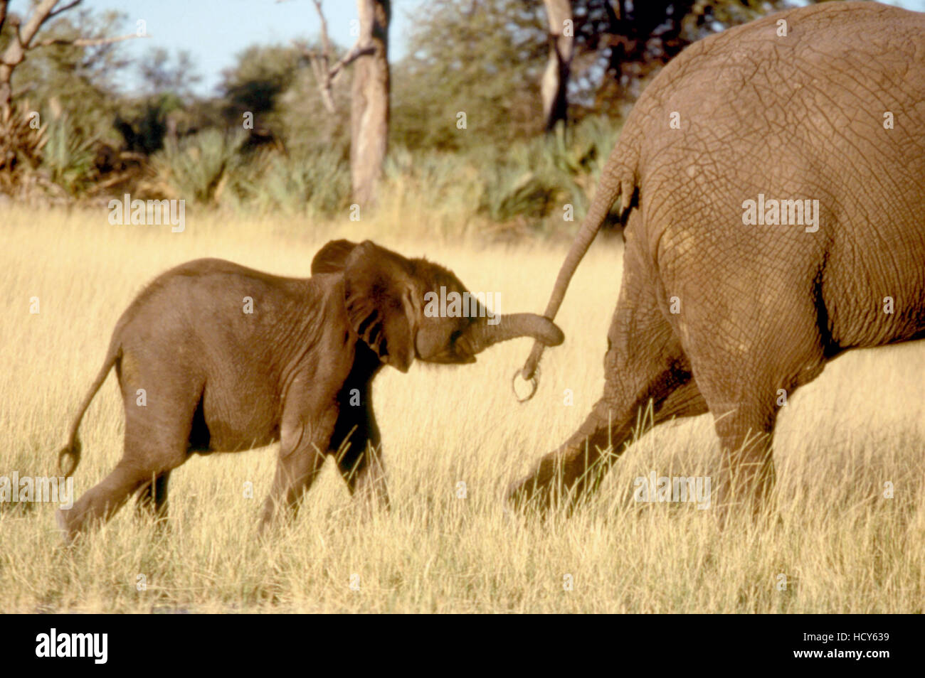 WHISPERS: AN ELEPHANT'S TALE, 2000. ©Walt Disney Co./courtesy Everett ...