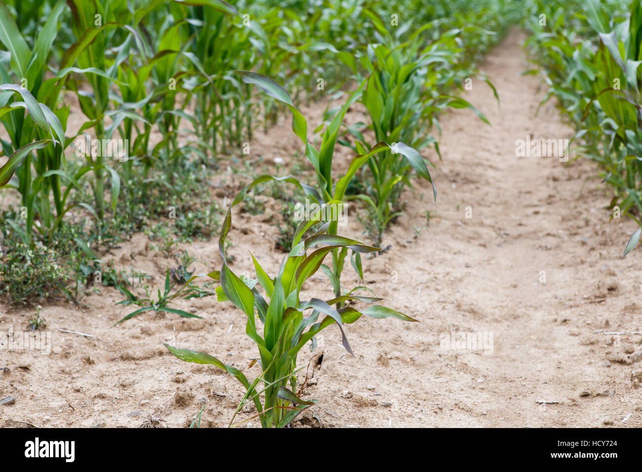 Green corn field in a row Stock Photo - Alamy