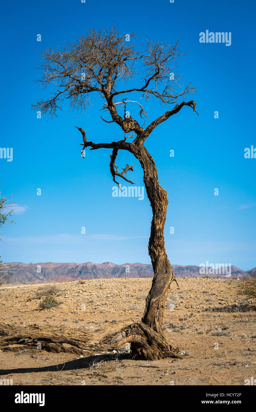 Skeleton trees in namibia hi-res stock photography and images - Alamy