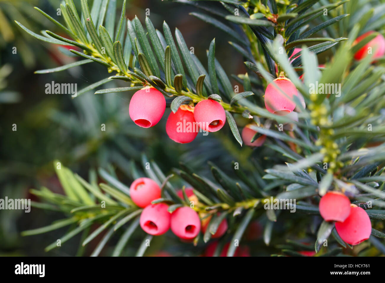 Bird yew tree hi-res stock photography and images - Alamy