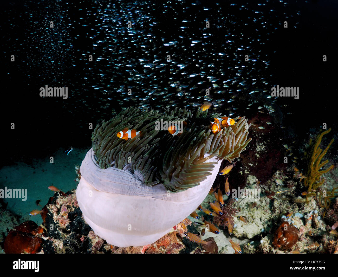 False clown fish hi-res stock photography and images - Alamy