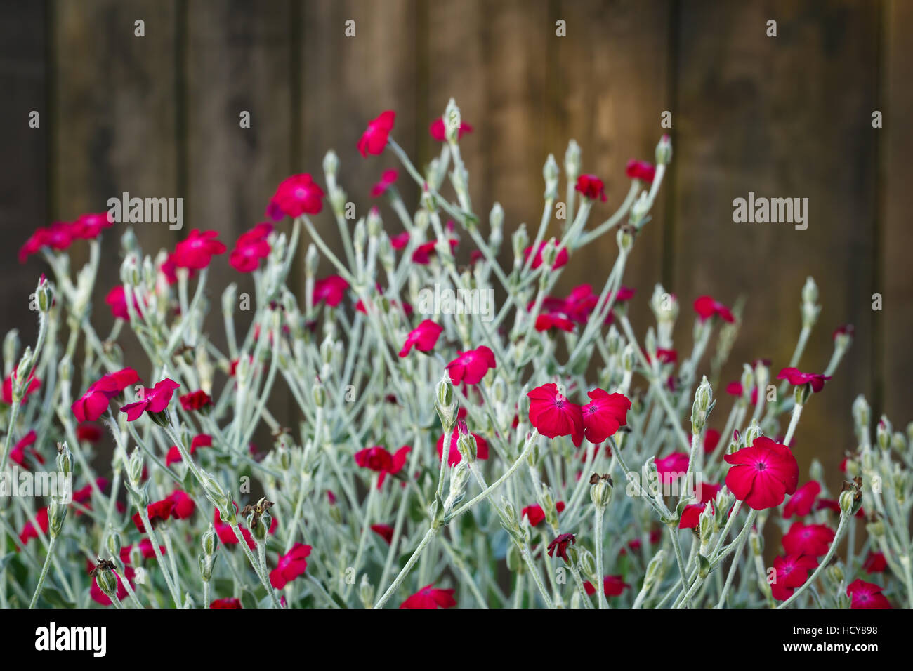 Beautifully small red flowers Stock Photo - Alamy