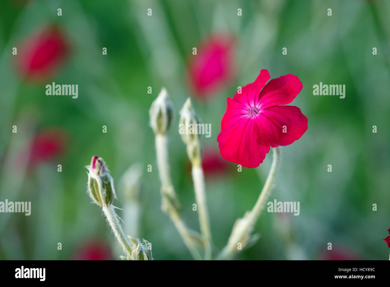 Beautifully small red flowers Stock Photo - Alamy