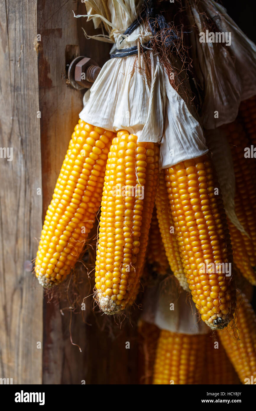 Ripe dried corn cobs hanging on wood background Stock Photo - Alamy