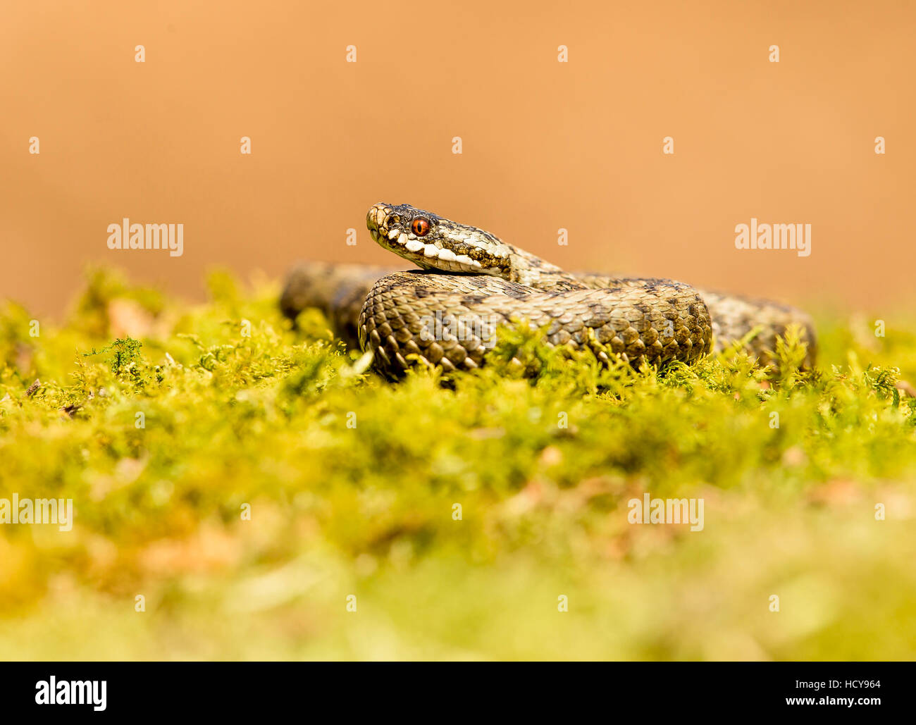 Adder basking in the early morning sun Stock Photo - Alamy