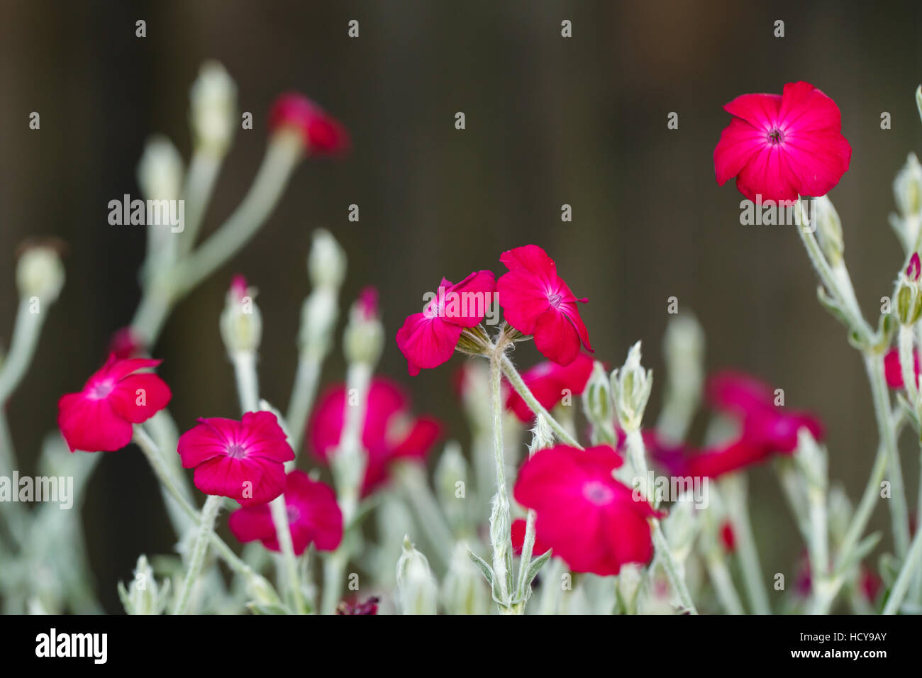 Beautifully small red flowers Stock Photo - Alamy