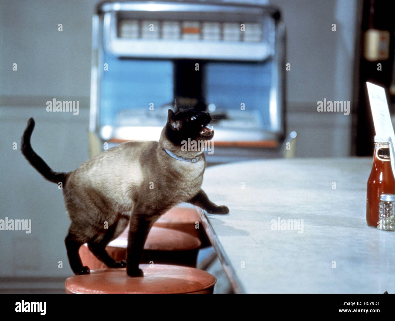 THAT DARN CAT, 1965 Stock Photo - Alamy