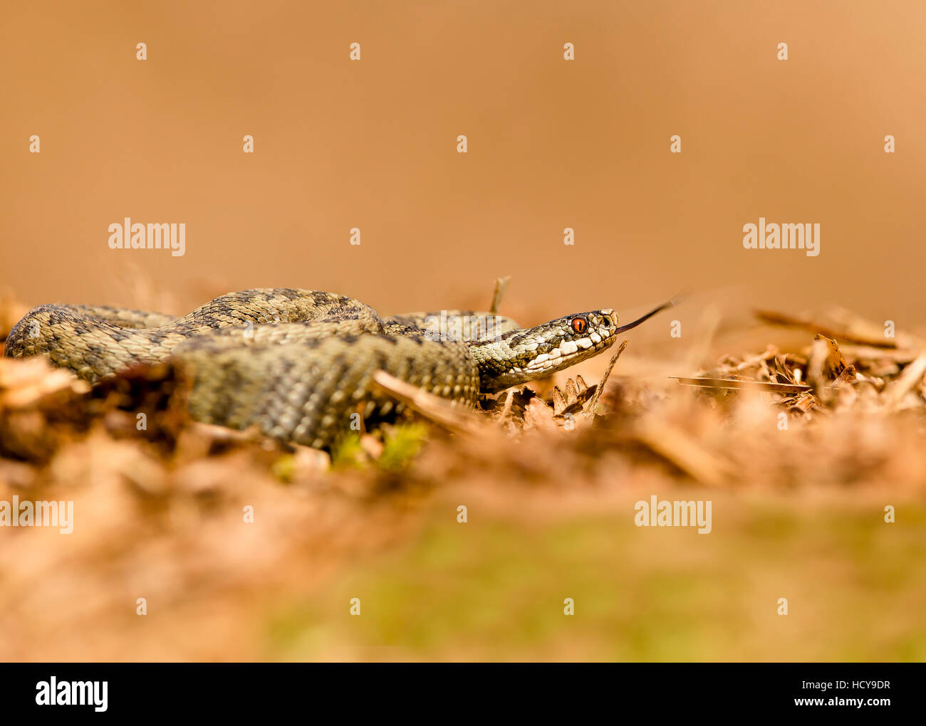 Adder basking in the early morning sun Stock Photo - Alamy
