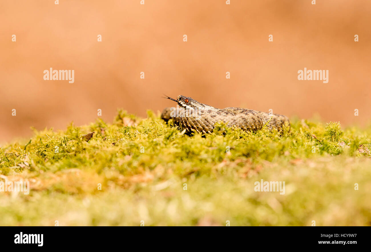 Adder basking in the early morning sun Stock Photo - Alamy