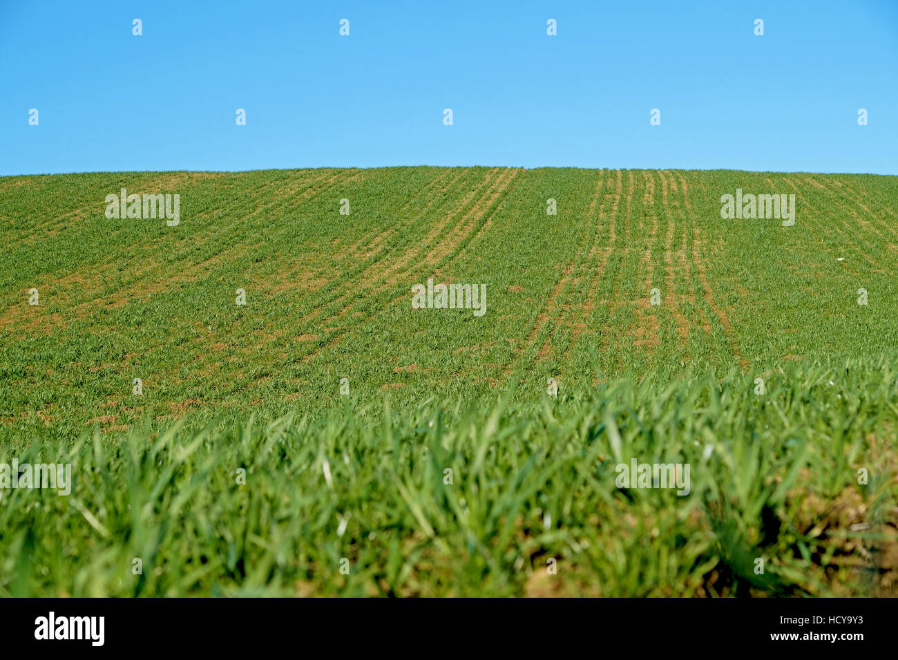 panoramic view of nice green hill on blue sky Stock Photo - Alamy