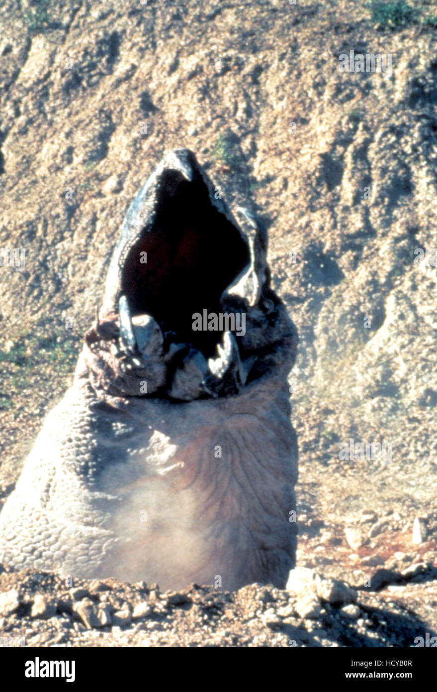 TREMORS 2: AFTERSHOCKS, Graboid, 1996, (c)Universal Pictures/courtesy ...