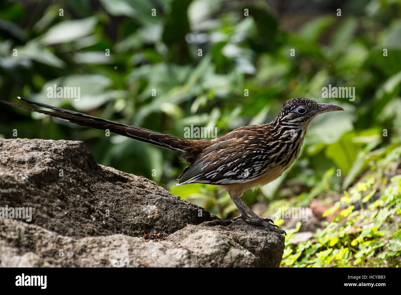 Lesser Roadrunner, (Geococcyx velox), hunting along the shore of Lake ...