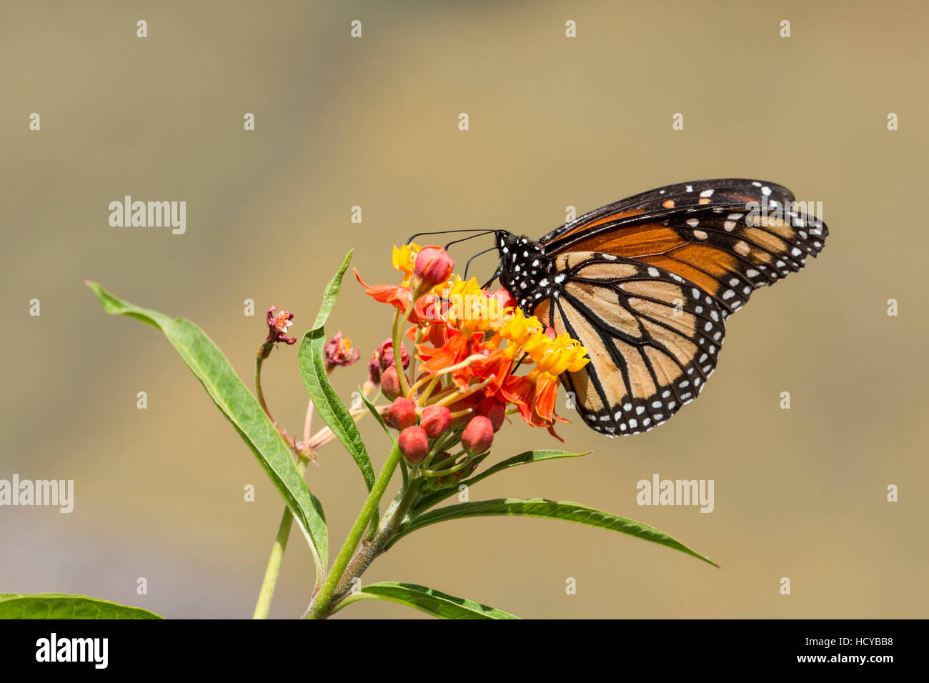 Monarch butterfly danaus plexippus feeding hi-res stock photography and ...
