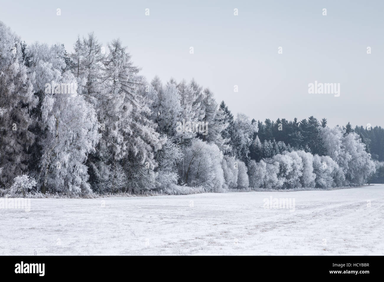 Winter landscape with frozen trees in field and blue sky Stock Photo ...