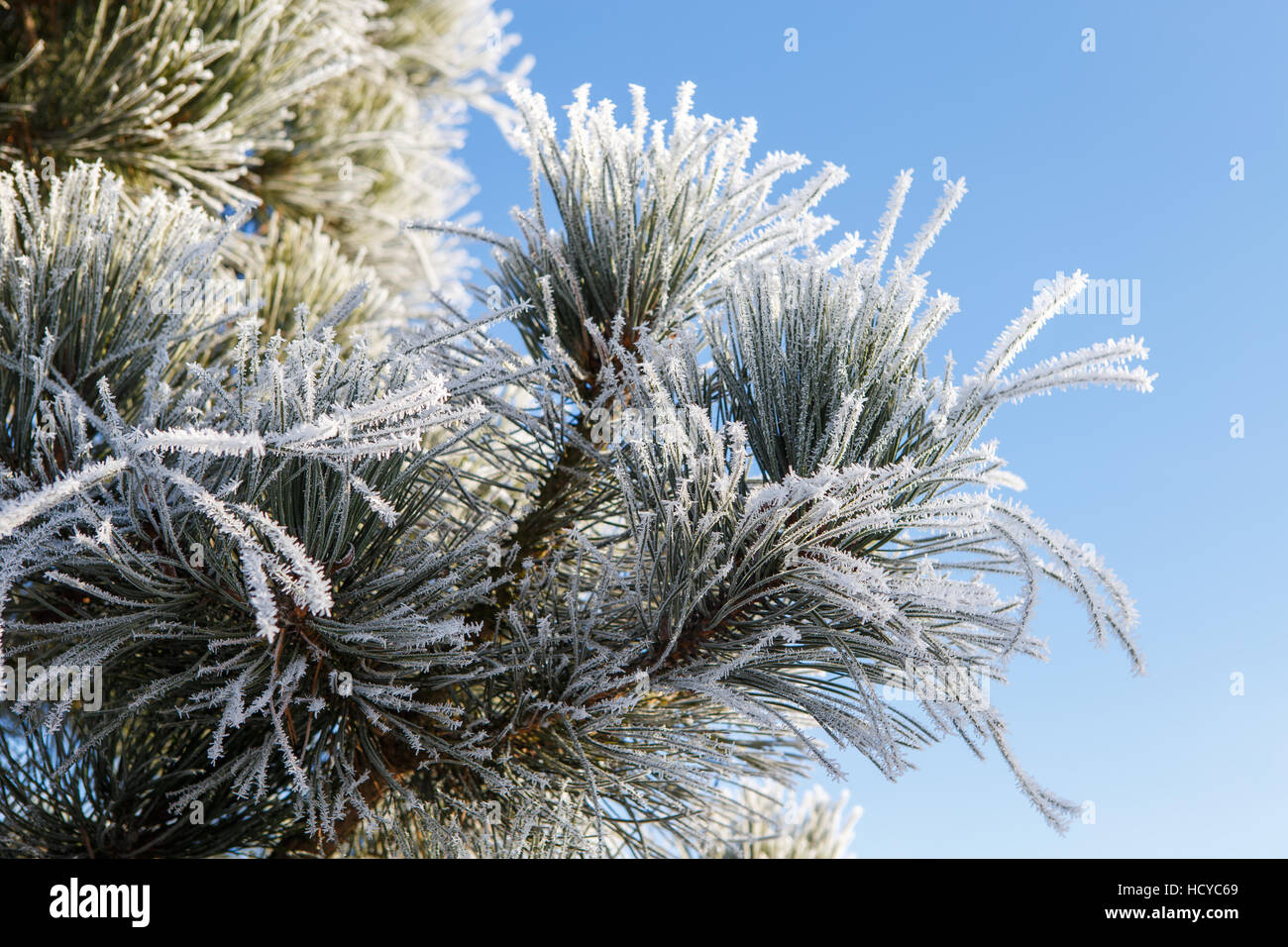 Pine branch with long needles covered with frost on background blue sky ...