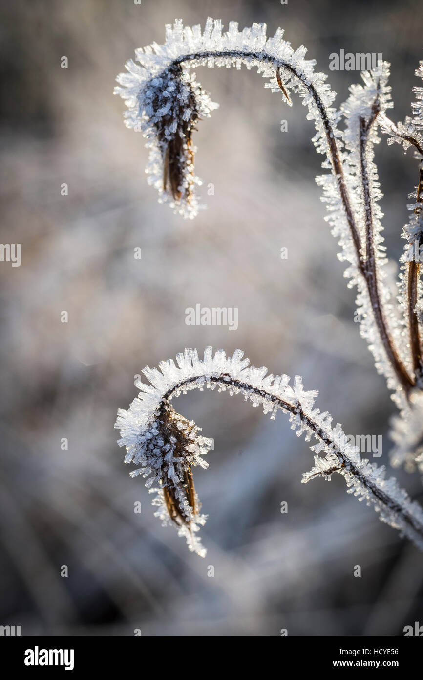 Seasons scotland nature hi-res stock photography and images - Alamy