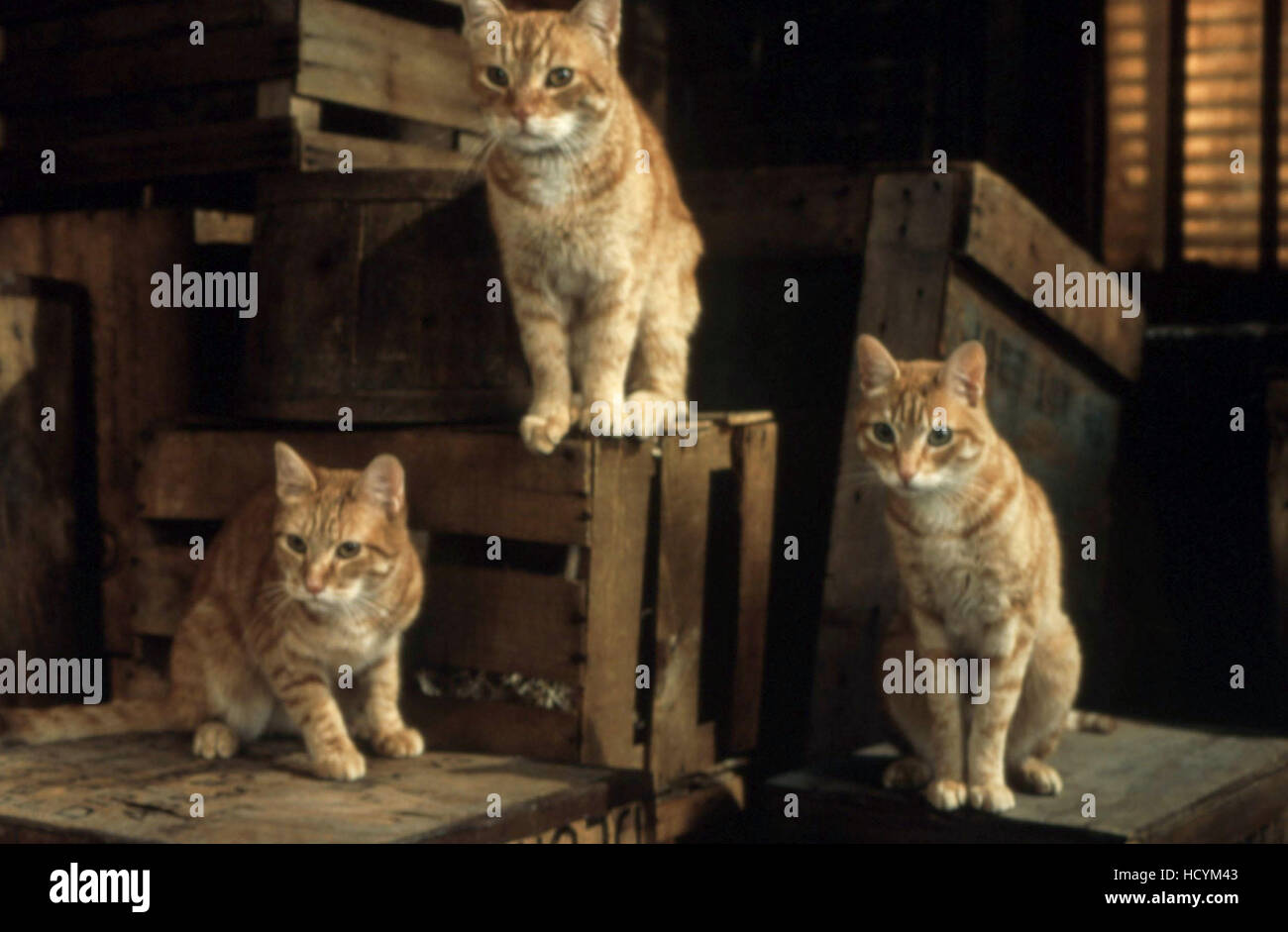 STUART LITTLE, 1999. (c) Columbia Pictures/ Courtesy: Everett ...