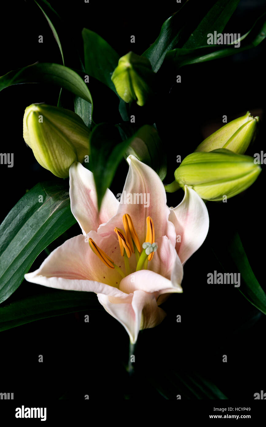 Lily in bloom Stock Photo - Alamy