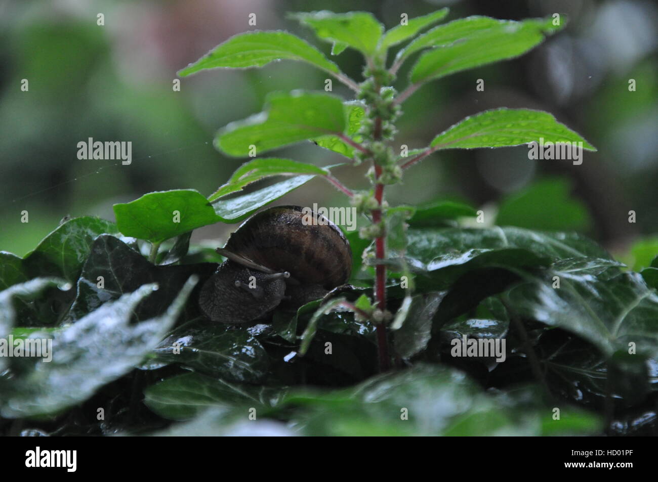 A snail sheltering under a leaf to protect from the rain Stock Photo ...