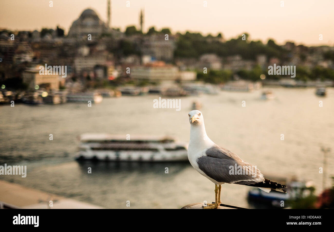Bird in bosporus istanbul, seagull Stock Photo - Alamy