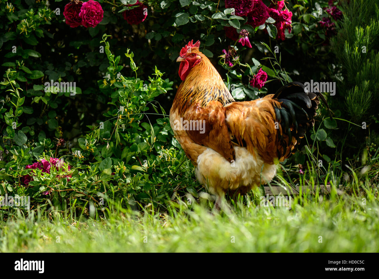 Cockerell hi-res stock photography and images - Alamy