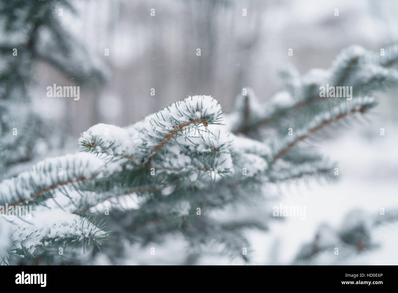 winter photo of blue fir covered with fresh snow Stock Photo - Alamy