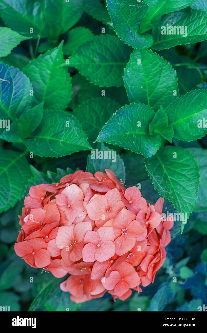orange hydrangea with leaves in the garden Stock Photo - Alamy