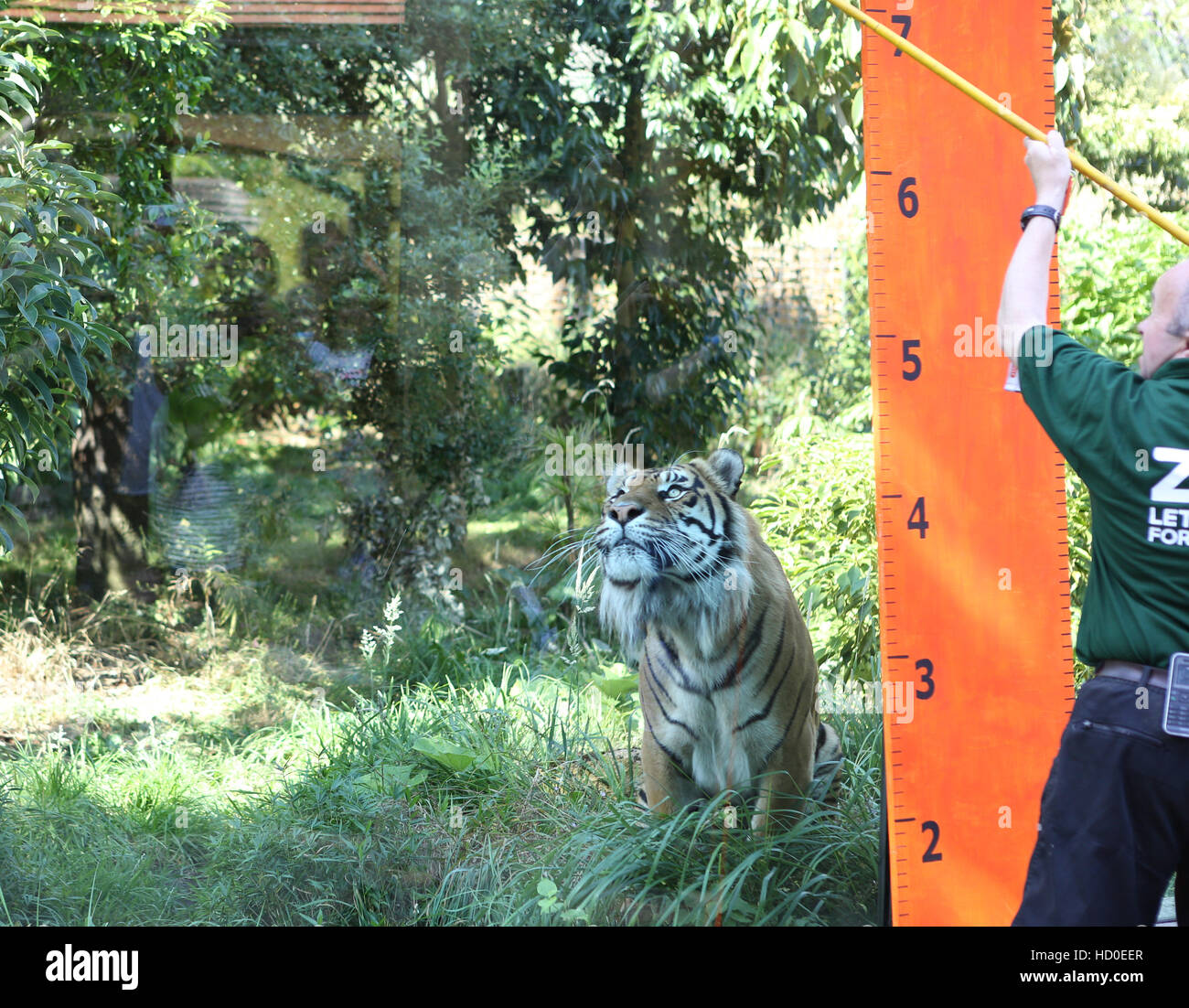 ZSL London Zoo Annual weigh in 2016. Home to more than 700 different ...