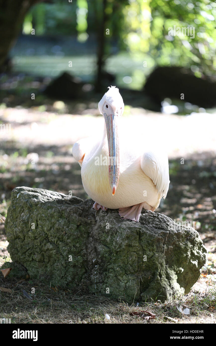 ZSL London Zoo Annual weigh in 2016. Home to more than 700 different ...